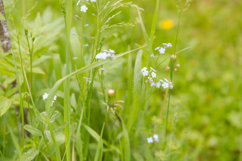Wildflowers Close-up. Many Small Flowers Stock Image - Image of close ...