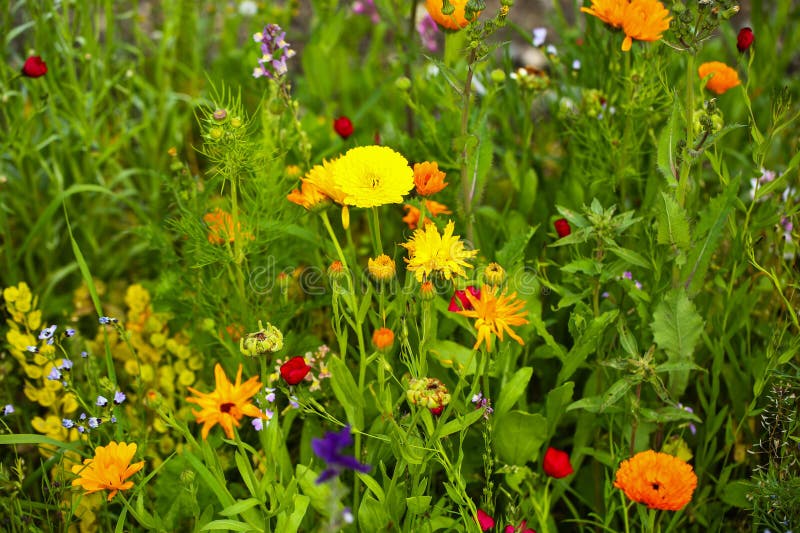 Colorful Flower Meadow in Summer MÃ¶ssinger Summer Meadow Stock Photo ...