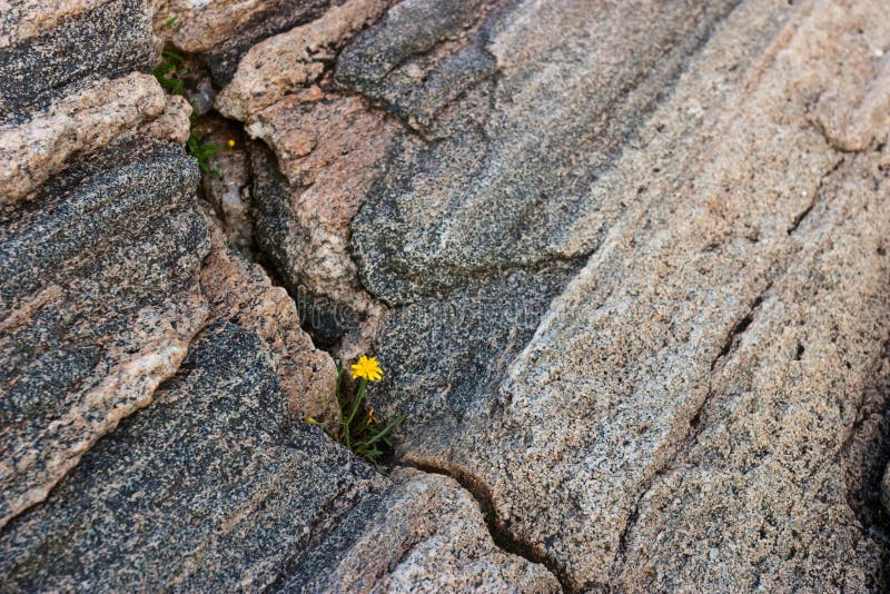 Wildflowers in a crevice stock image. Image of plants - 31760945