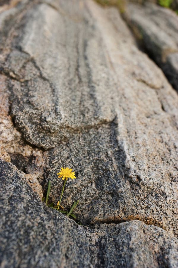 Wildflowers in a crevice stock photo. Image of plant - 36653092