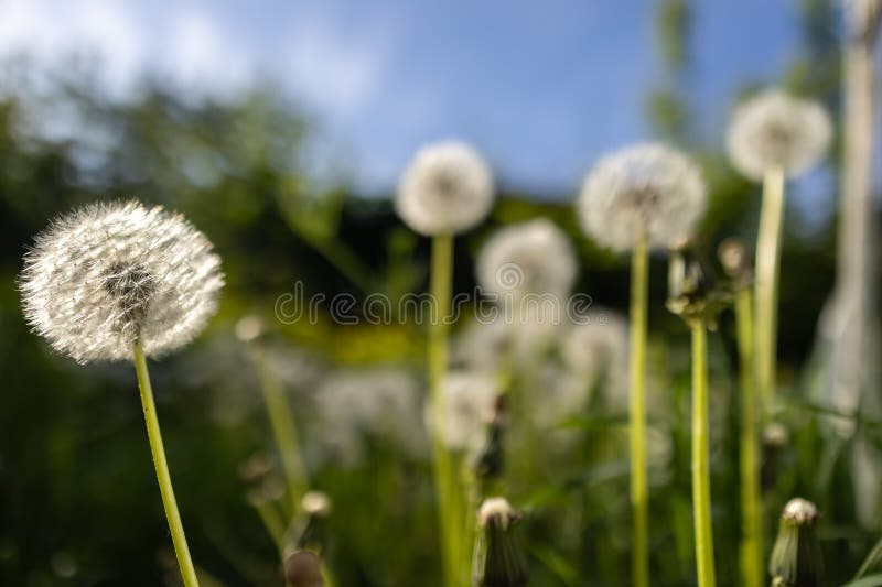 Wildflowers Dandelions. Spring Flowers Close Up Stock Image - Image of ...