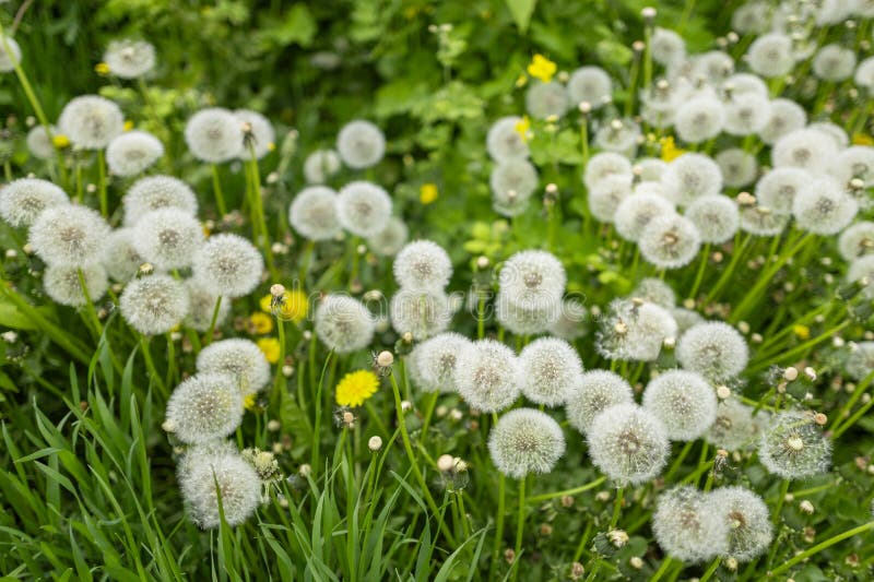 Wildflowers Dandelions. Spring Flowers Close Up Stock Photo - Image of ...