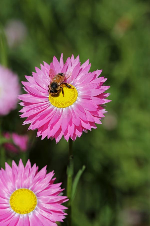 Wildflower - White Parrot Bush Stock Photo - Image of nature, beautiful ...