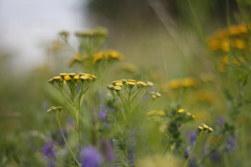 Wildflowers in the fall stock photo. Image of colorful - 173522746