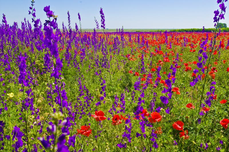 Wildflowers field stock photo. Image of poppies, tree - 6413898