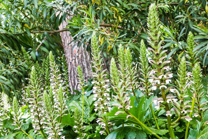 Wildflowers in Forest stock photo. Image of field, flowers - 38222212