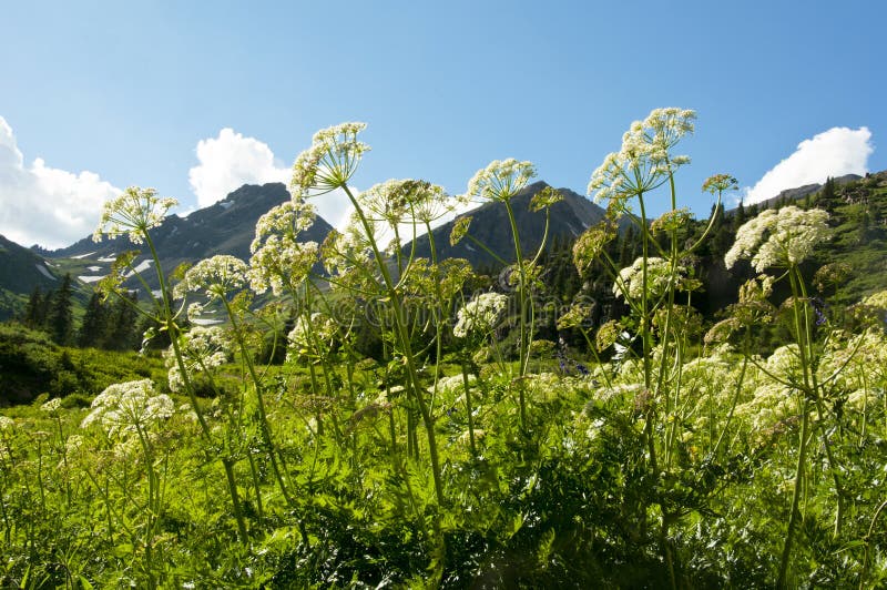 Wildflowers Grow Under A Snow-capped Mountain. Stock Image - Image of ...