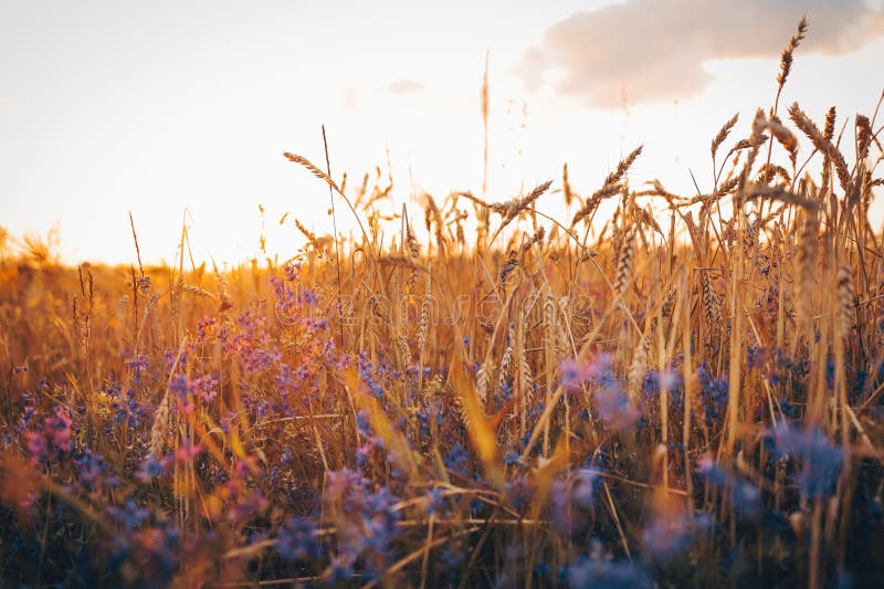 Wildflowers Growing at the Edge of a Wheat Field Against the Backdrop ...
