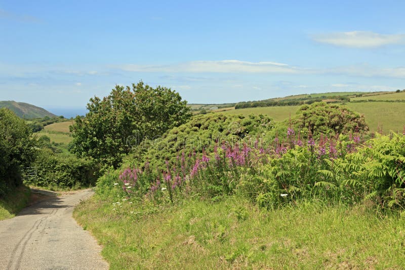 Wildflowers in the Hedgerows Stock Image - Image of hedgerows, rugged ...