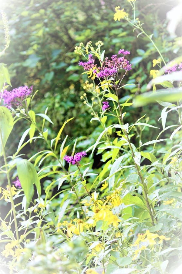 Vibrant Wildflower stock photo. Image of meadow, midwest - 98688390