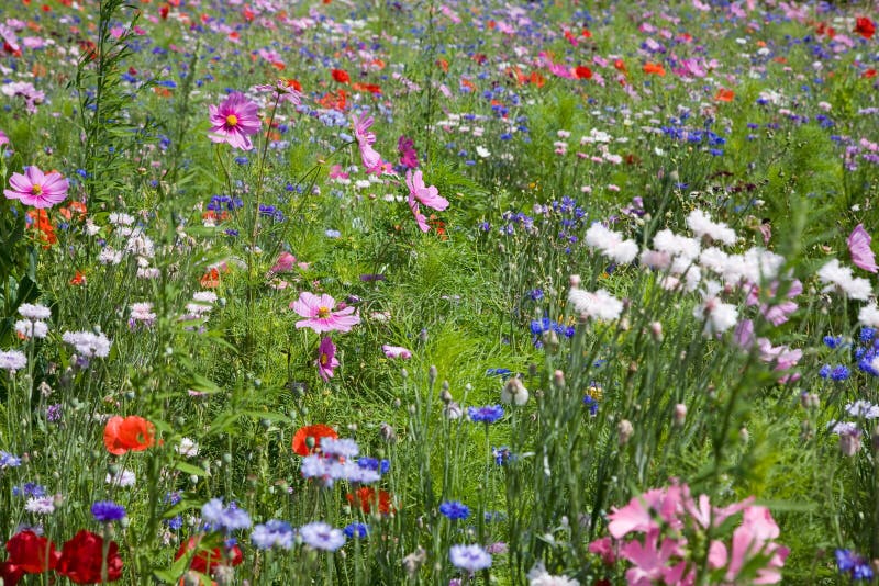Portrait of Wildflowers in Meadow Stock Image - Image of carefree ...
