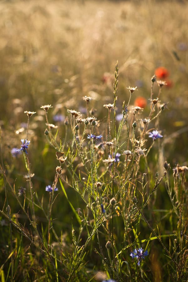 Wildflowers on the meadow stock image. Image of branch - 20096485