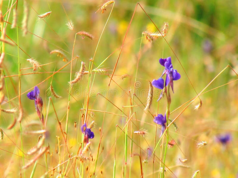 Wildflowers Meadow in the Field, Selective Focus, Space in the Zone ...