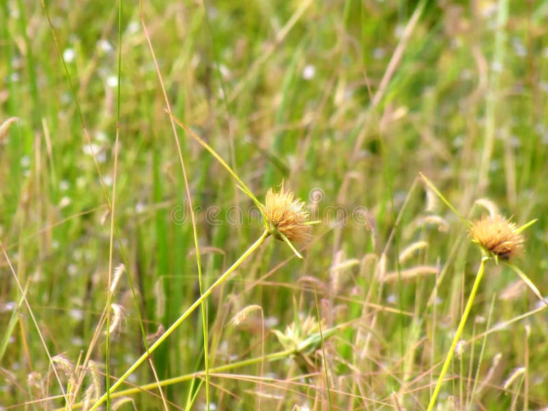 Wildflowers Meadow in the Field, Selective Focus, Space in the Zone ...