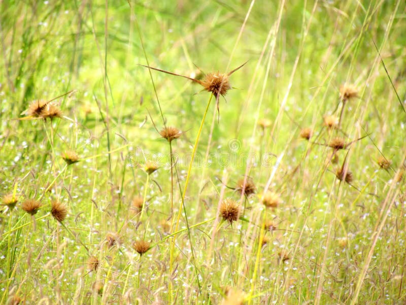 Wildflowers Meadow in the Field, Selective Focus, Space in the Zone ...