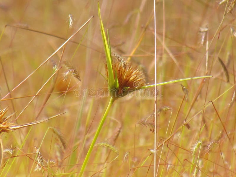 Wildflowers Meadow in the Field, Selective Focus, Space in the Zone ...