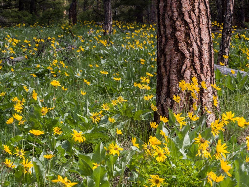 Wildflowers in meadow stock image. Image of flowers, environment - 31130659