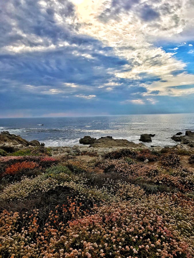 Pebble Beach stock image. Image of wildflowers, california - 169879071
