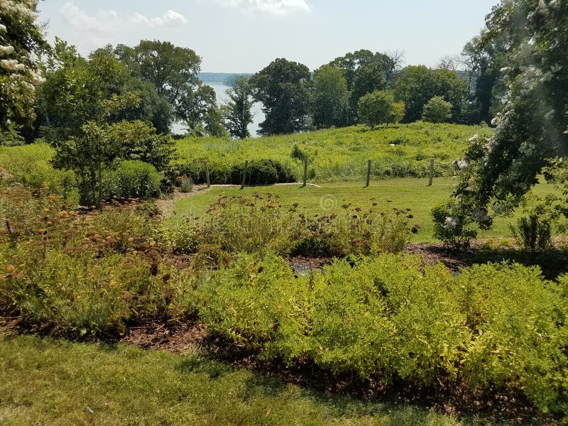 Wildflowers and Plants Overlooking River Stock Image - Image of nature ...