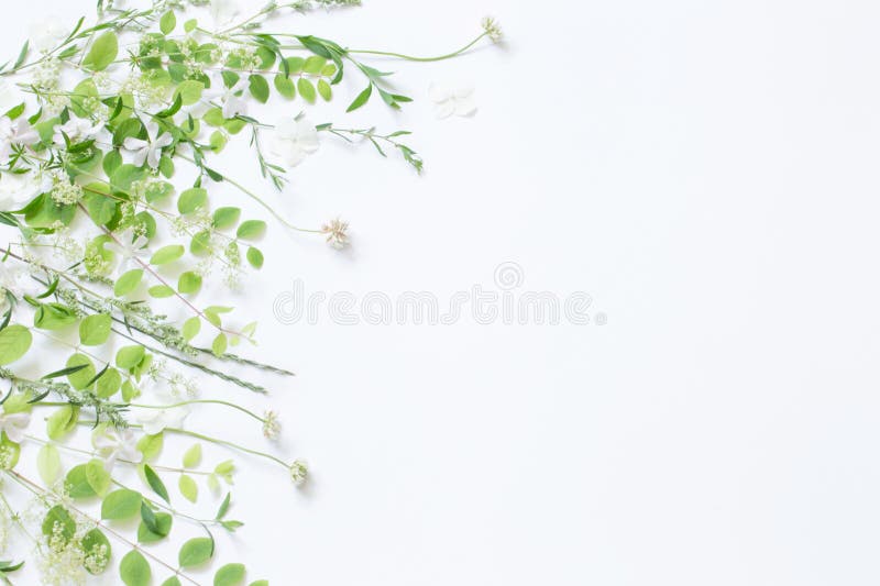 Wildflowers and Plants on White Background Stock Image - Image of ...