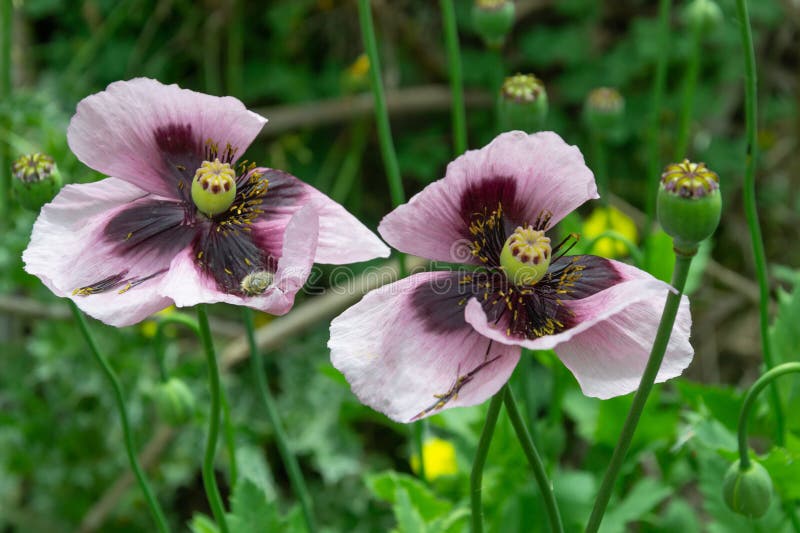 Wildflowers Poppy or Corn Poppy Stock Photo - Image of annual, garden ...