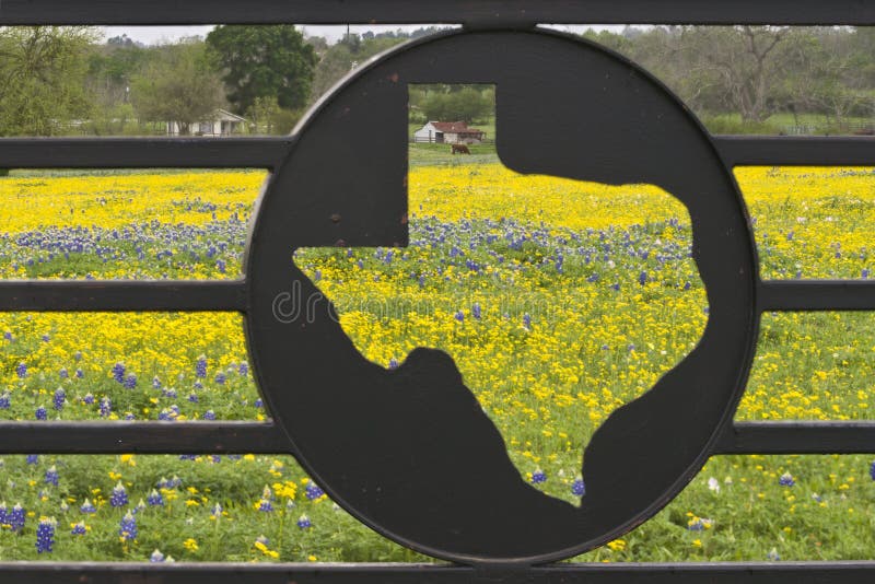 Wildflowers on a Ranch stock photo. Image of bloom, spring - 9195266