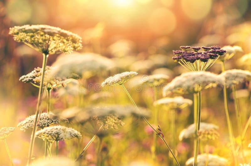 Summer bright scenery. stock photo. Image of beautiful - 109709230