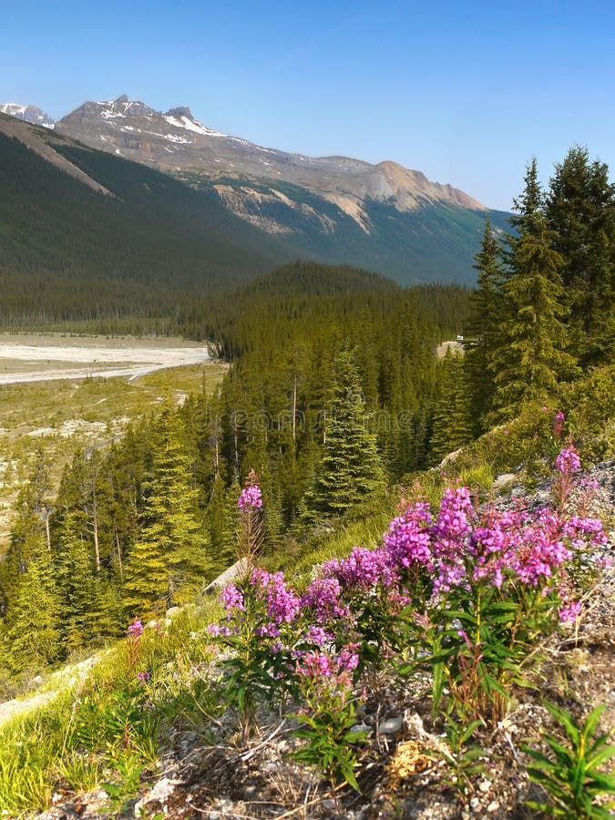 Wildflowers Mountain Landscape Canada Stock Photo - Image of nature ...
