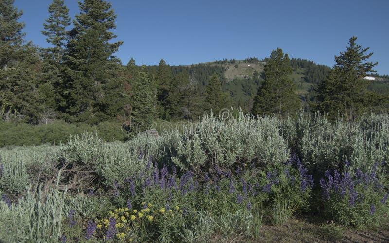 Wildflowers and Sagebrush stock image. Image of daytime - 120193793