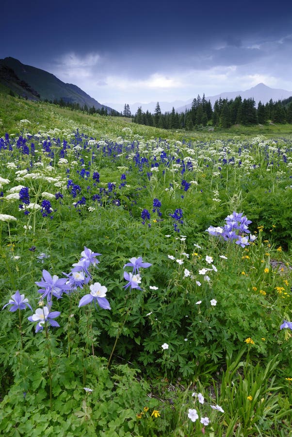 Wildflowers in San Juan Mountains in Colorado Stock Image - Image of ...