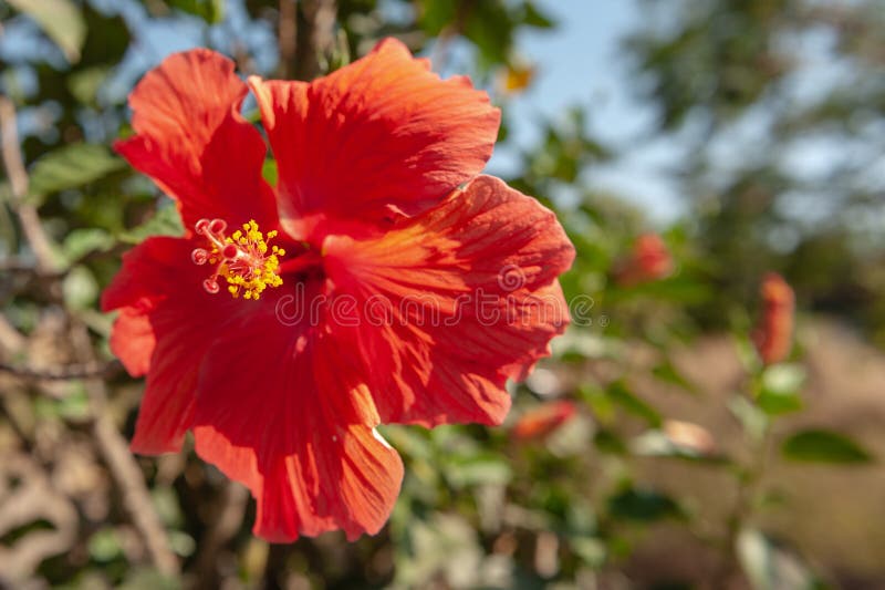 Wildflowers Series in Suchitlan Stock Image - Image of comala ...