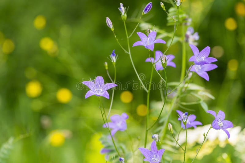 Wildflowers at spring time stock image. Image of blossom - 95788443