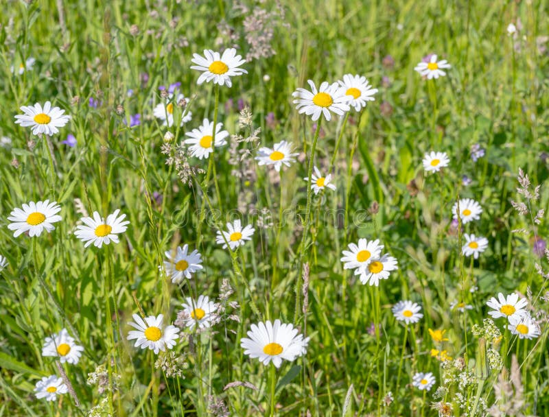 Wildflowers at spring time stock photo. Image of summer - 96010722