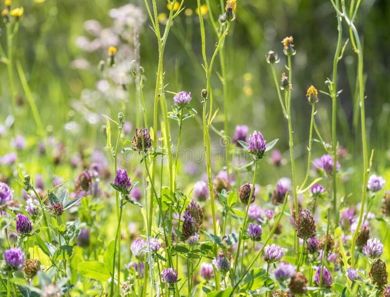 Wildflowers at spring time stock photo. Image of angle - 96131922