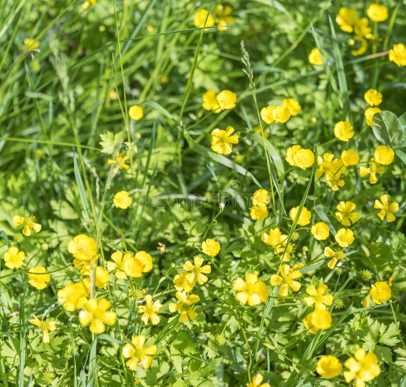 Wildflowers at spring time stock photo. Image of springtime - 95922684