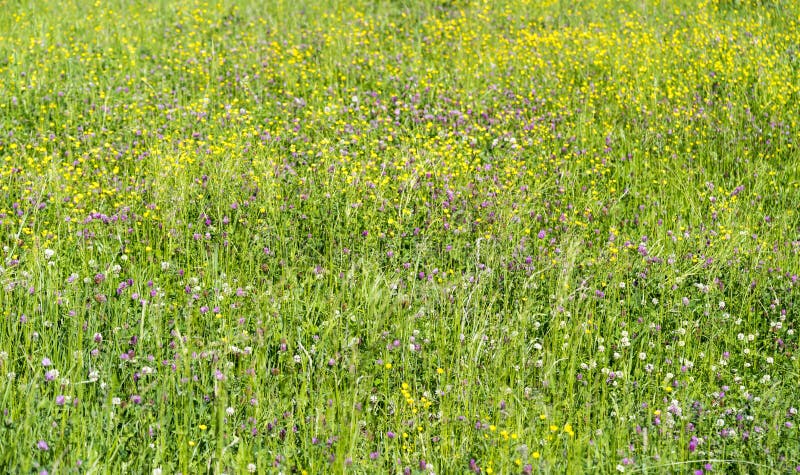 Wildflowers at spring time stock image. Image of full - 95840523