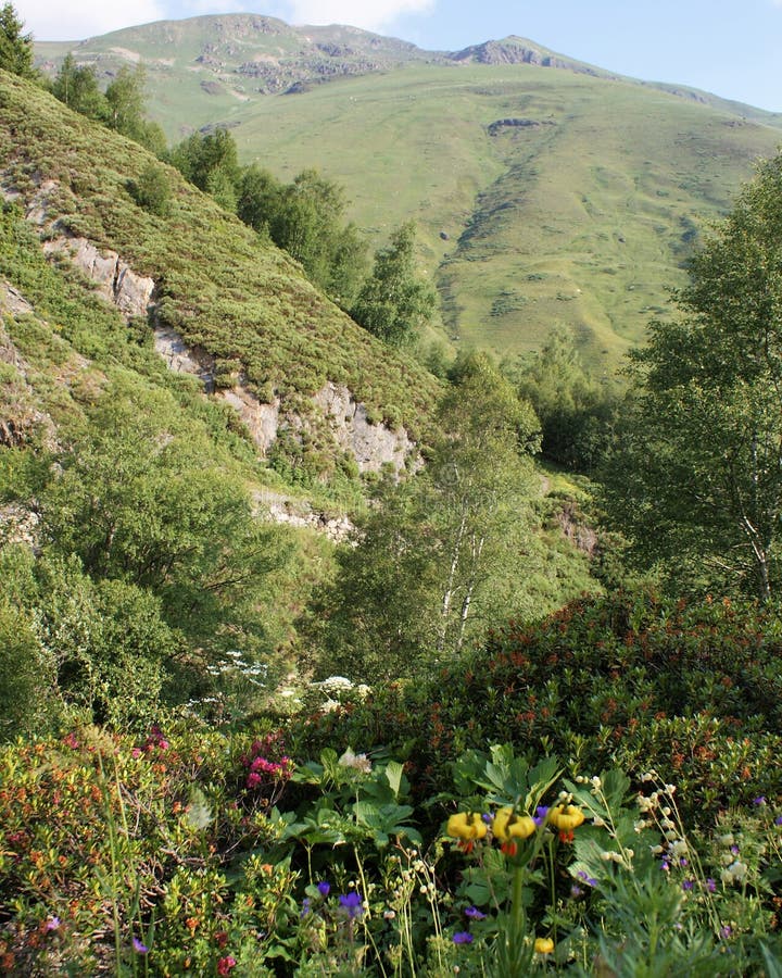 Wildflowers with Steep Rounded Mountains Stock Photo - Image of color ...