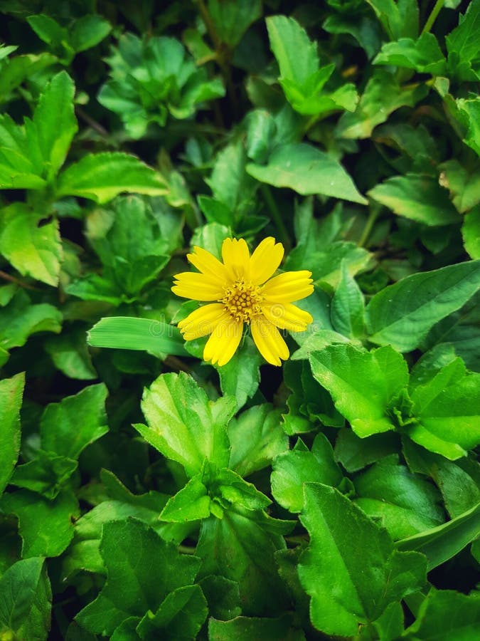 Wildflowers Summer Wedelia Flowers Stock Photos - Free & Royalty-Free ...