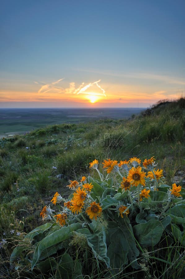 Wildflowers and sunset stock image. Image of mountain - 14510017
