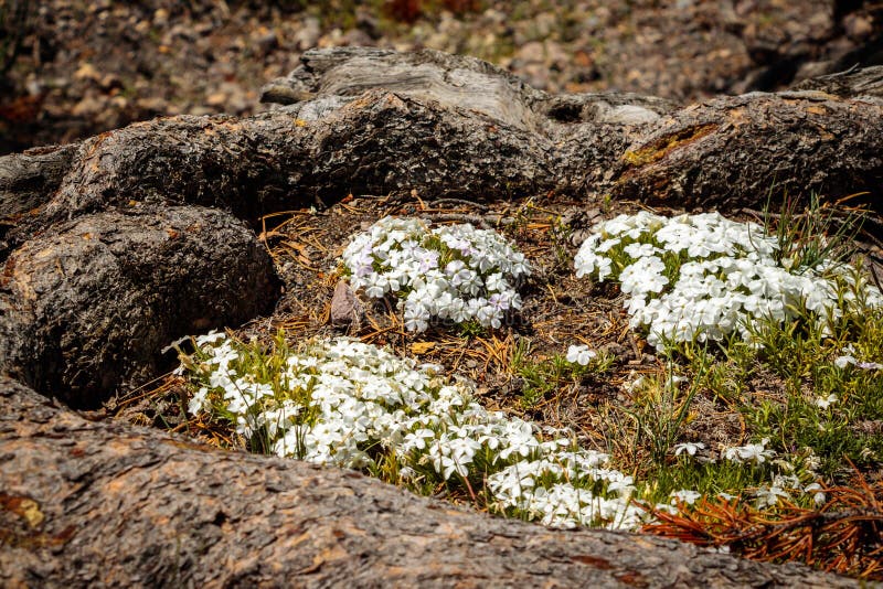 Wildflowers in the Tree Roots Stock Image - Image of tree, wildflowers ...