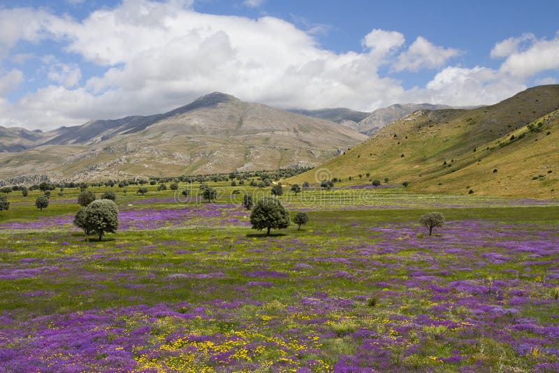Wildflowers in Turkey stock photo. Image of chaste, floral - 189249196