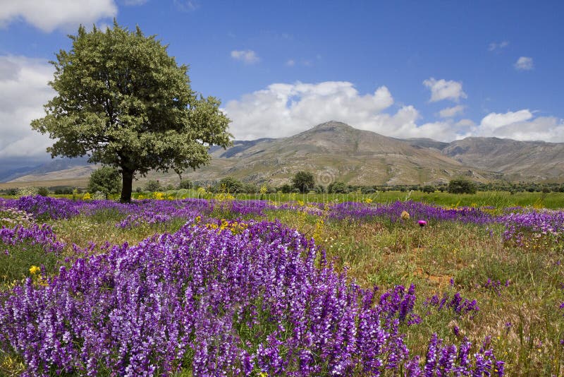Wildflowers in Turkey stock image. Image of blossom - 189249233