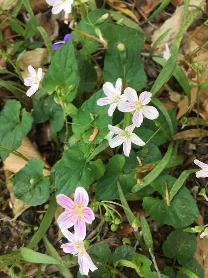 Wildflowers - Violets stock image. Image of plant, wildflowers - 90894813