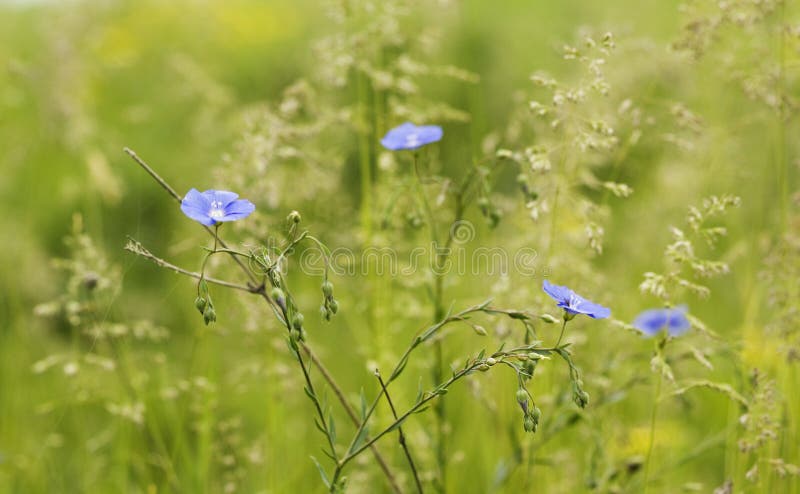 Wildflowers stock image. Image of outdoors, bloom, outside - 40860747