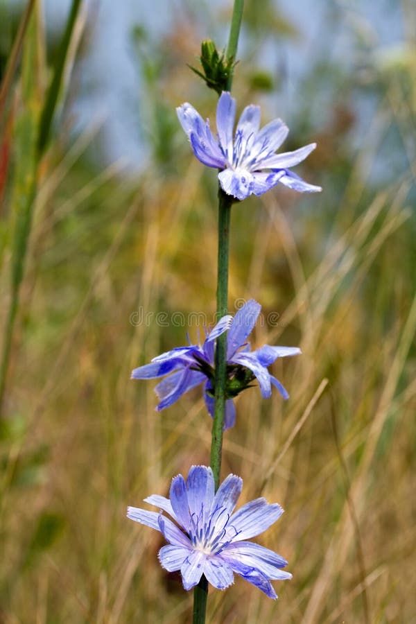 Wildflowers stock photo. Image of botany, detail, pollen - 42935150