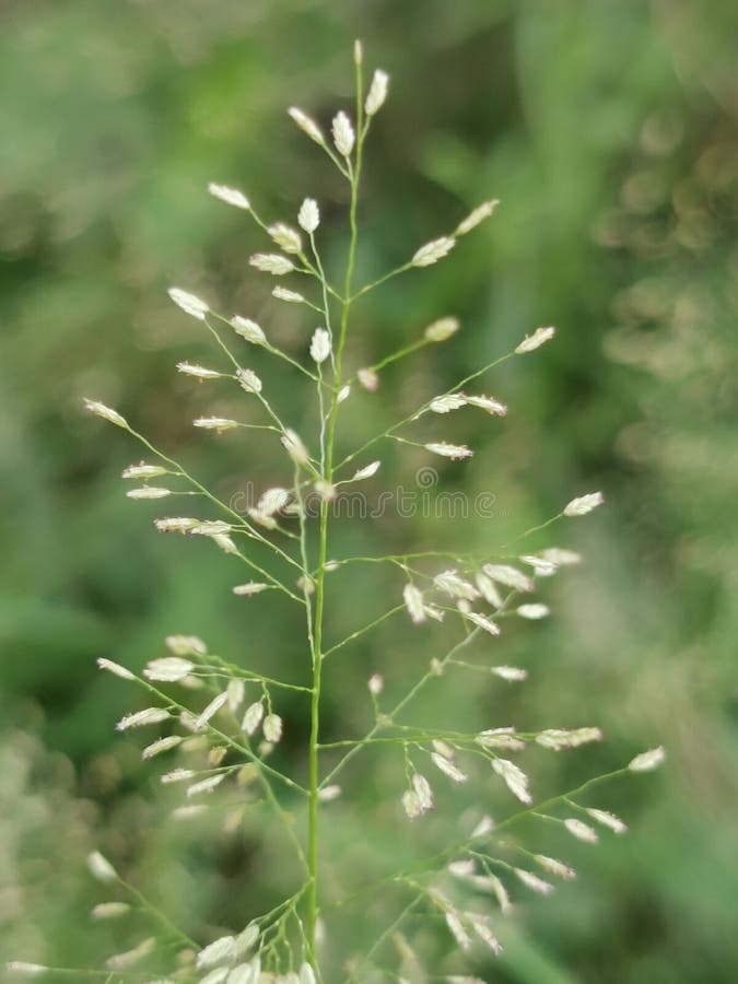 Wildgrass stock photo. Image of grass, shrub, plant - 203275706