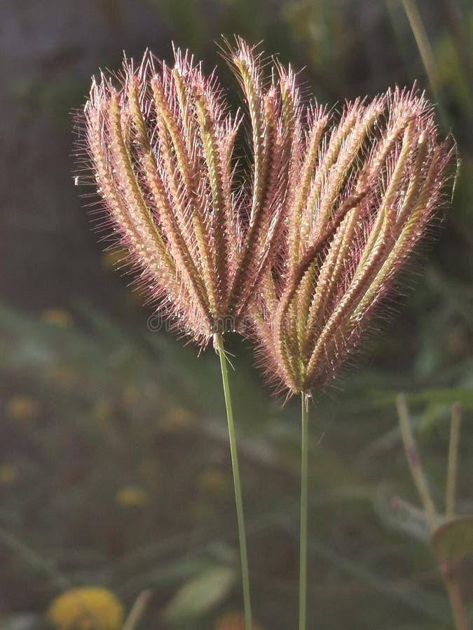 Wildgrass stock image. Image of leaf, thorns, wildflower - 203275711