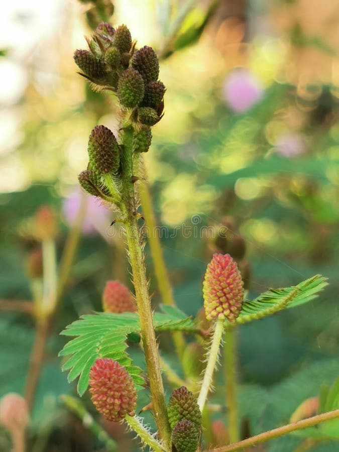 Wildgrass sheath stock photo. Image of wallpaper, sheath - 202535988