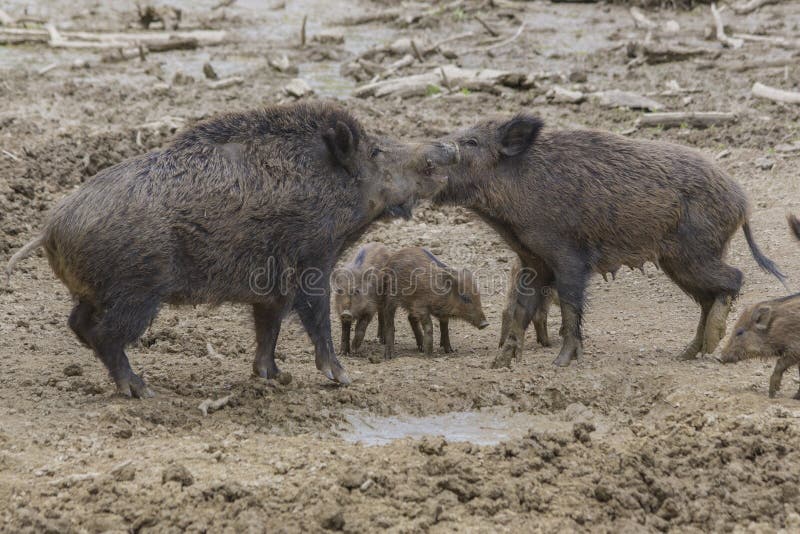 Wildhog Family stock photo. Image of forrest, cute, warthog - 32685290