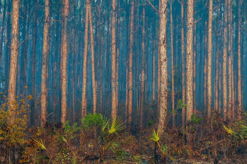 Wildland Fire, Burning Forest with Conifers, Smoke in the Woods ...